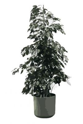 ficus benjamin dwg drawing | Thousands of free AutoCAD drawings