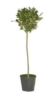 bay tree dwg drawing | Thousands of free AutoCAD drawings